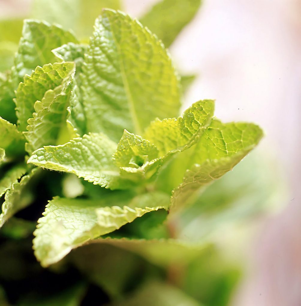 Sirop de menthe maison | Recette Cuisine